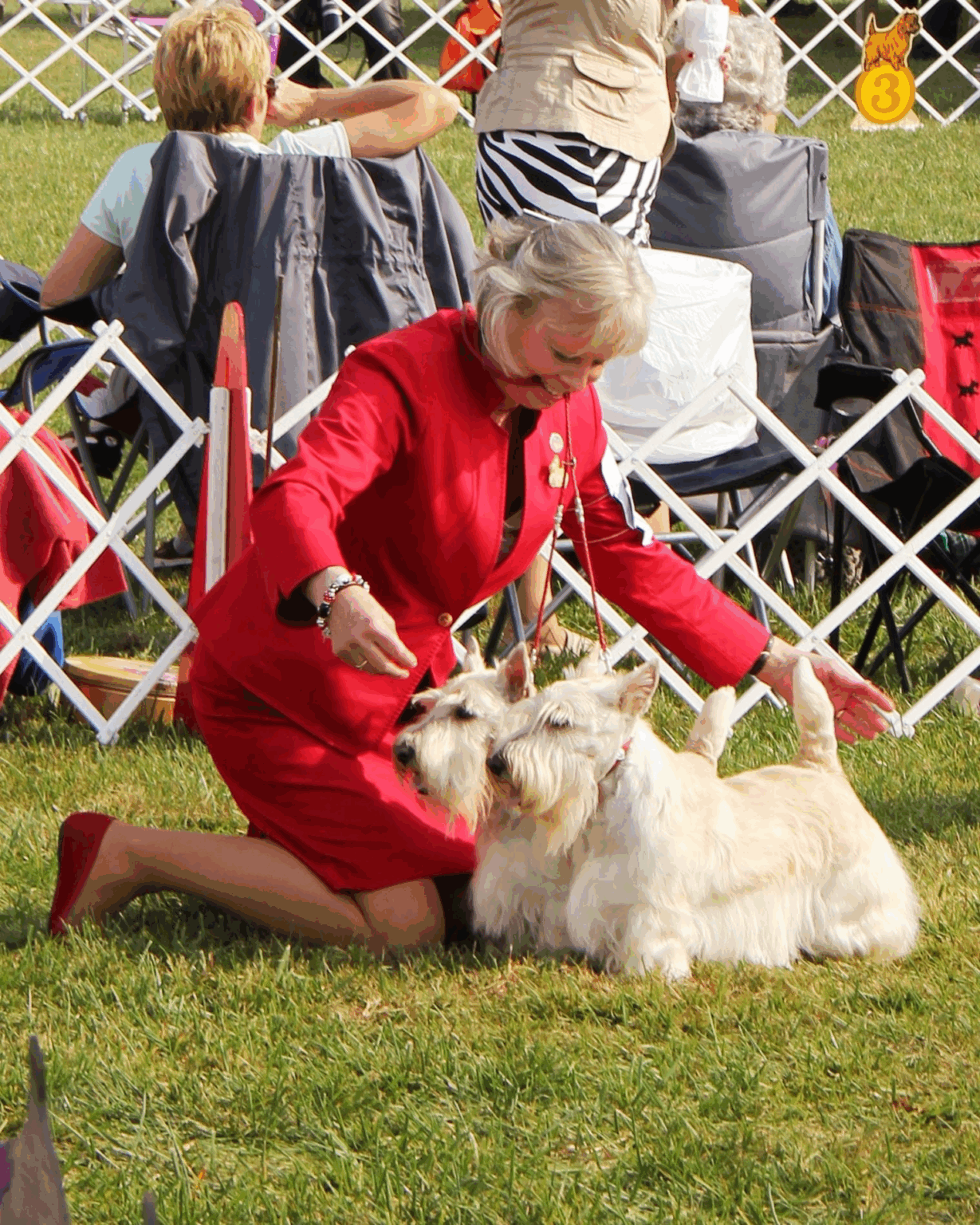 About STCA – Scottish Terrier Club of America