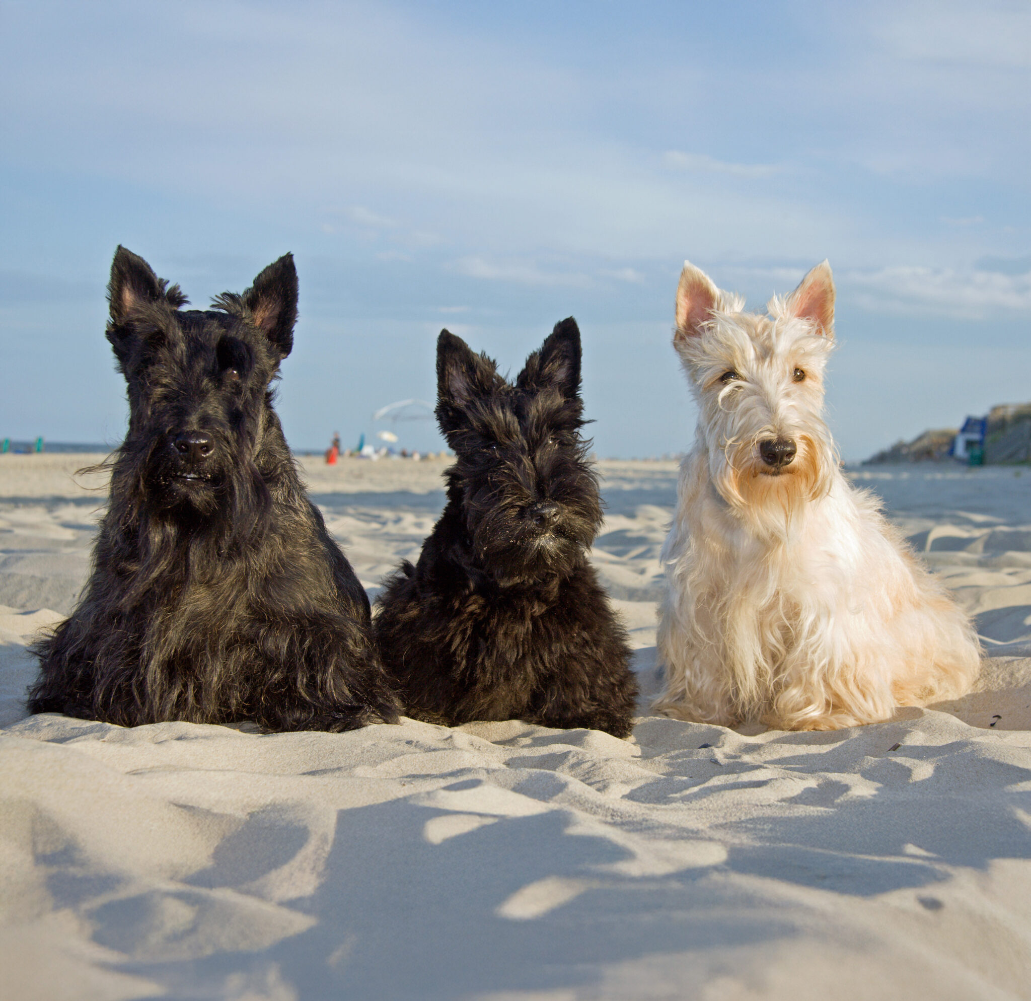About Scotties – Scottish Terrier Club of America